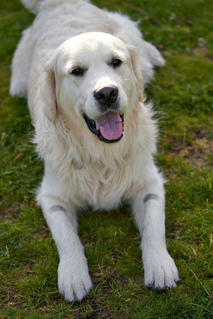 12th Birthday Wishes and Quotes for Dog | MessageForBirthday.com