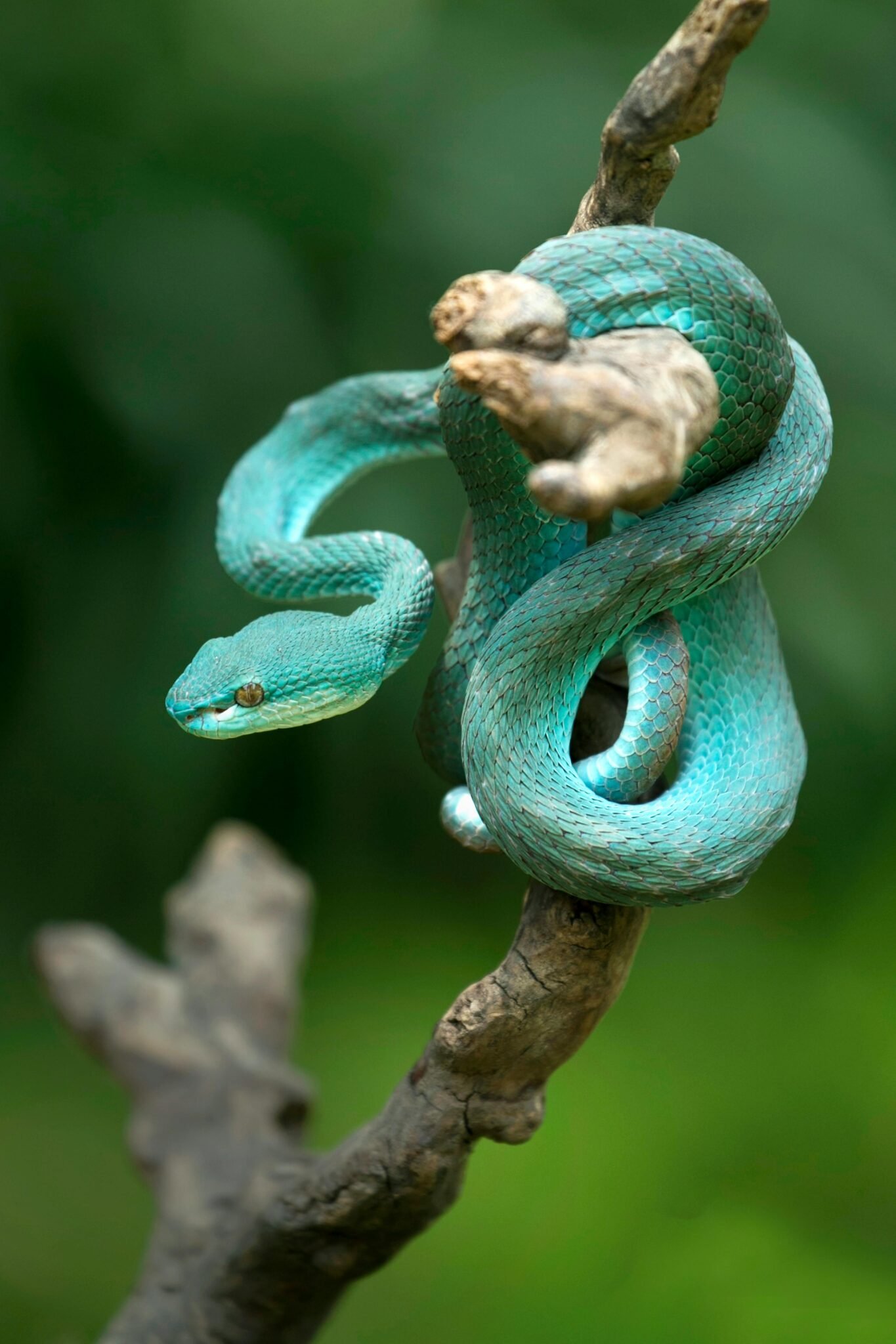Snake Quotes to Inspire Reflection on Serpent Symbolism
